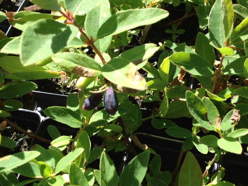 La camérise: petit fruit santé - L’Écho de la Tuque