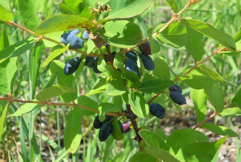 La camerise : le fruit idéal - L’Écho de la Tuque