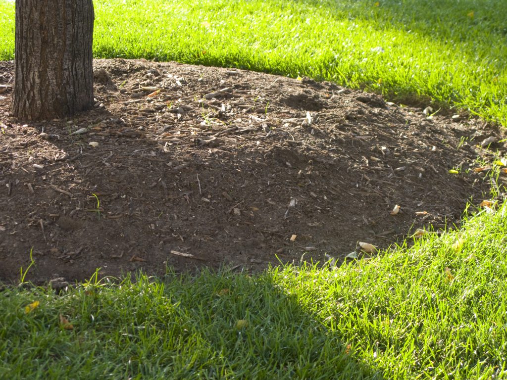 Arboriculture : soins aux arbres - L’Écho de la Tuque