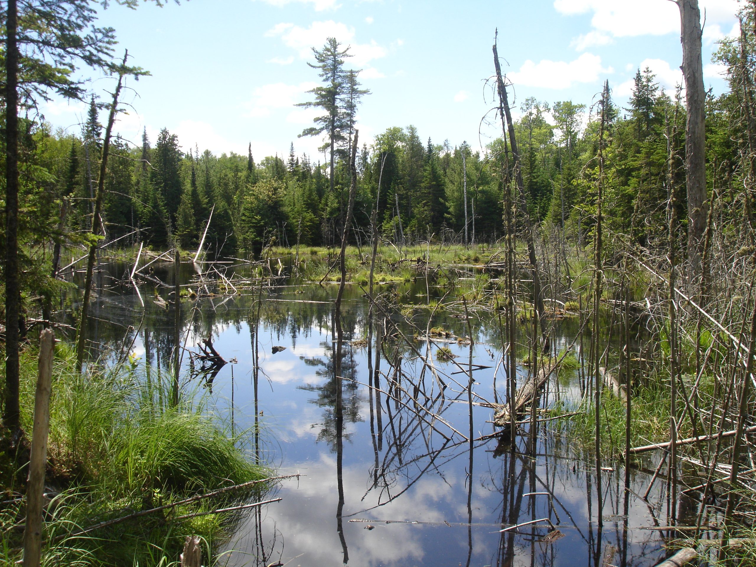Environnement Mauricie propose un webinaire sur les milieux humides - L ...