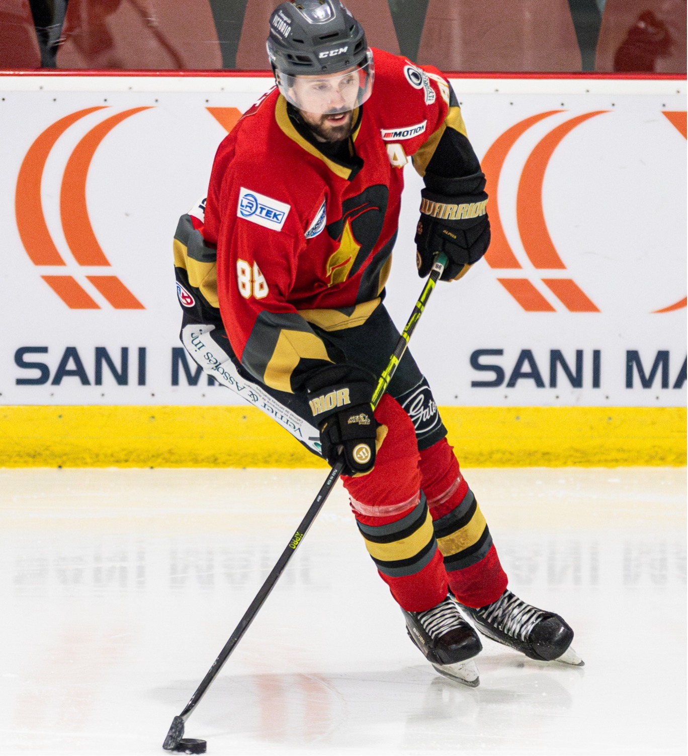 Jason Pitt s'occupe des Loups - L’Écho de la Tuque